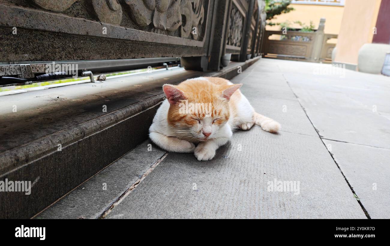 SHANGHAI, CHINA - SEPTEMBER 1, 2024 - Temple guard cat is kept by monks ...