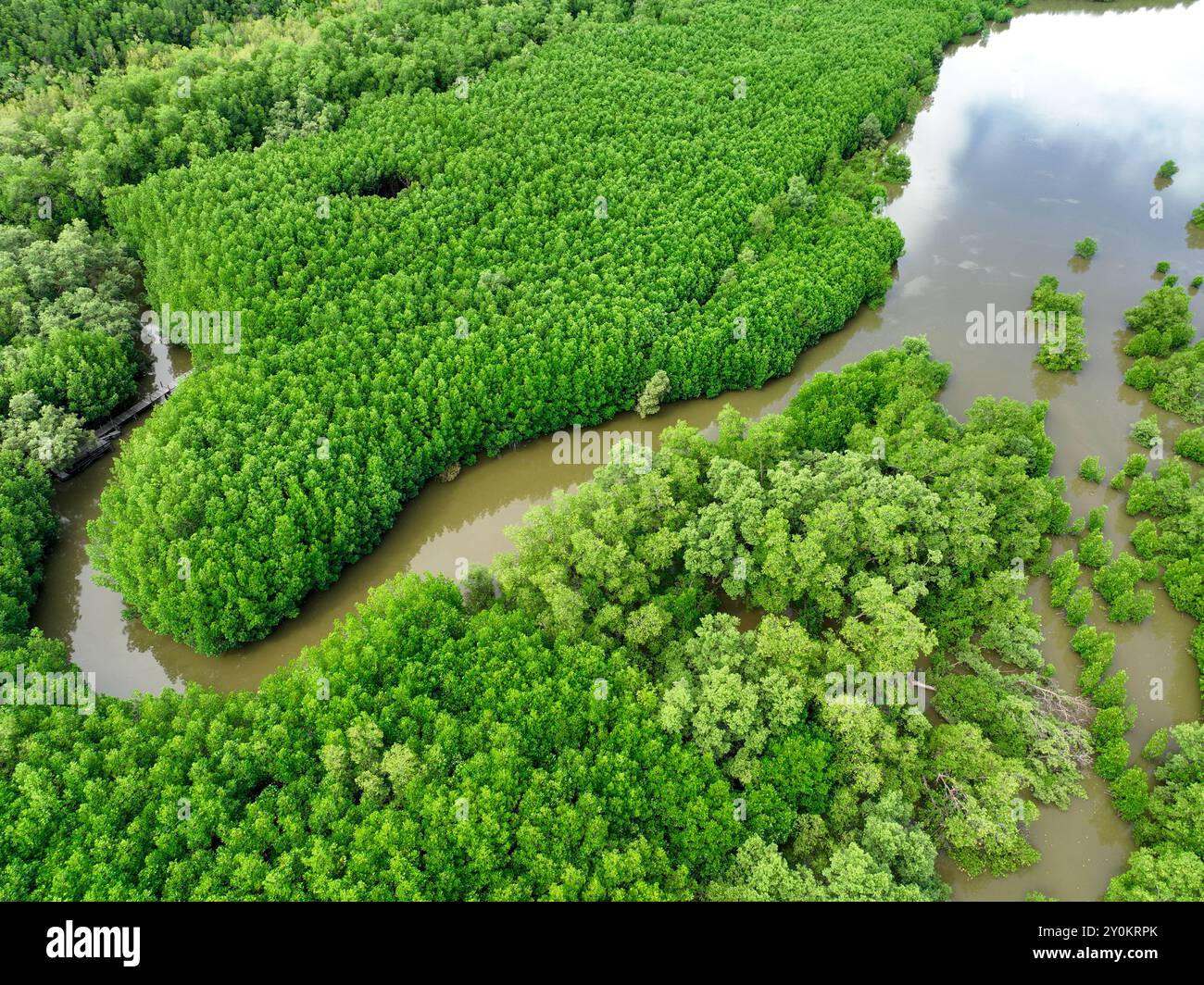 Aerial view green mangrove forest. Natural carbon sinks. Mangroves ...