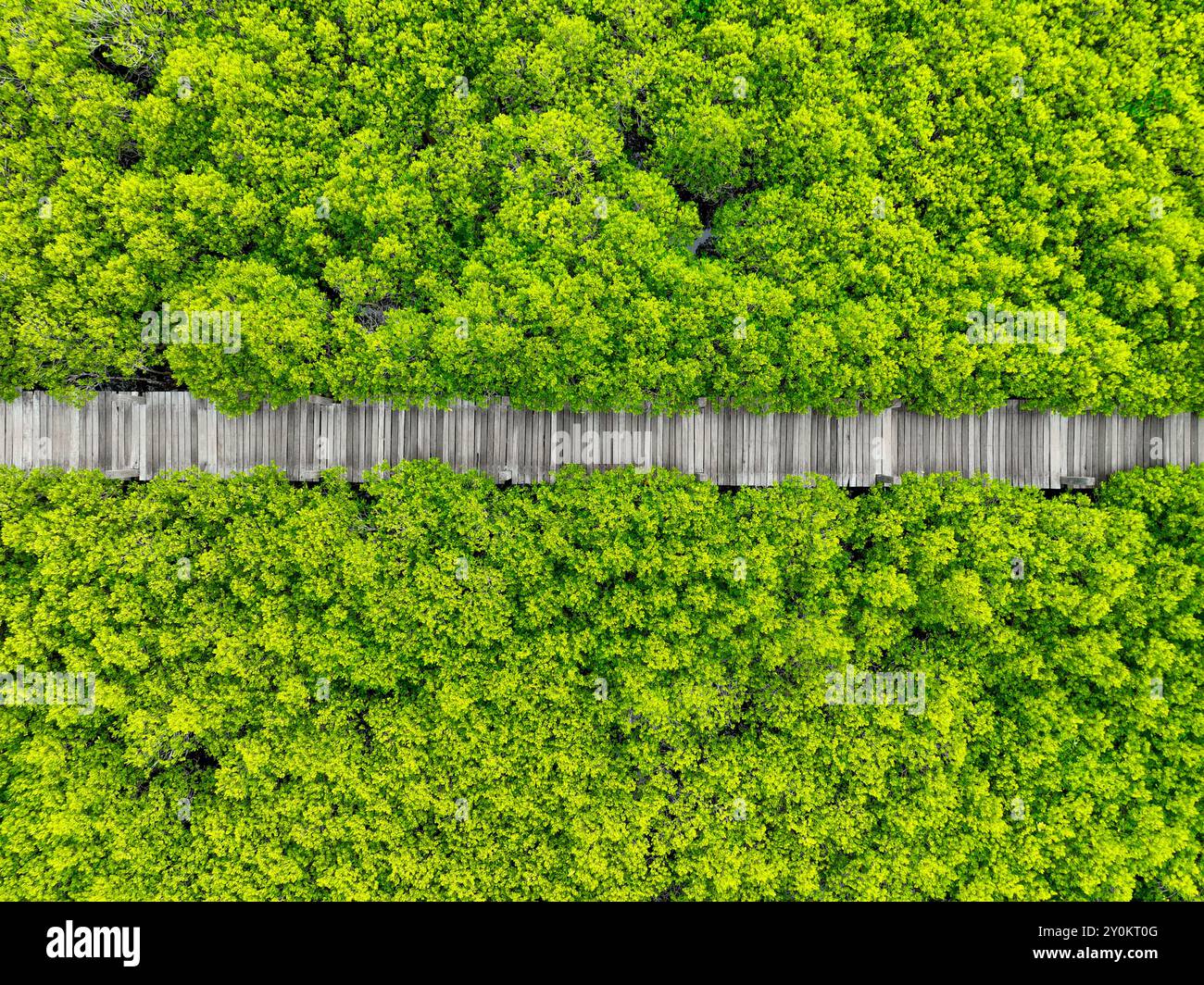 Aerial view lush green mangrove forest. Wooden bridges for natural ...