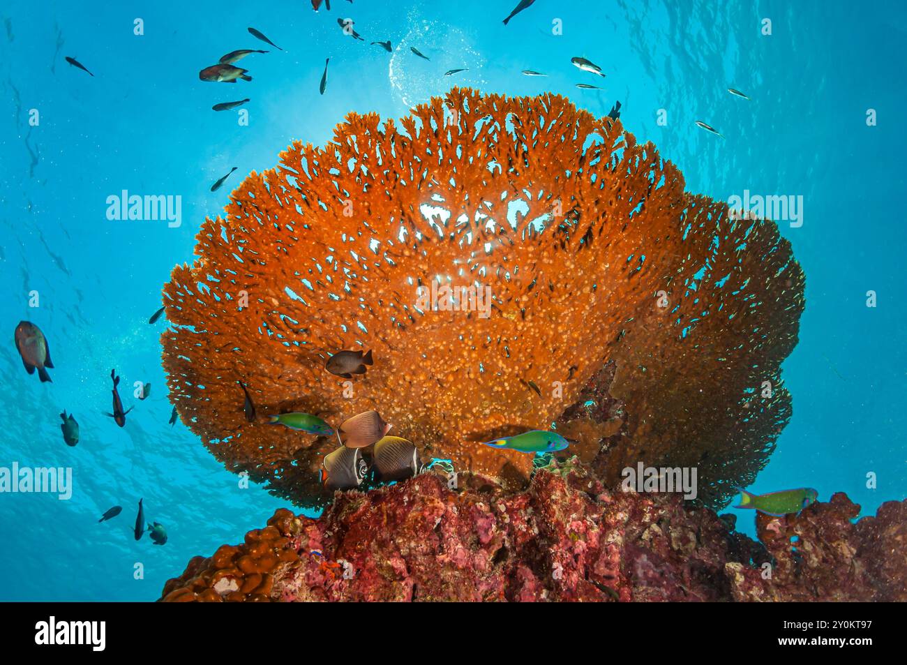 Acropora coral with unusual camera angle Stock Photo - Alamy