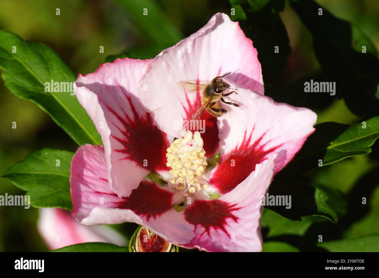 Flower of rose mallow (Hibiscus syriacus), mallow family (Malvaceae ...