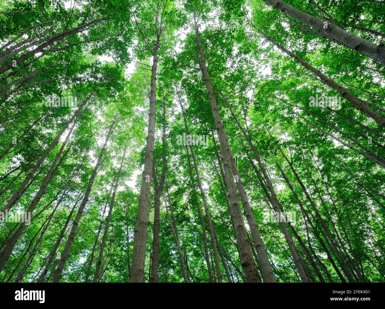 Bottom-up view green mangrove treetops. Natural carbon sink in fight ...