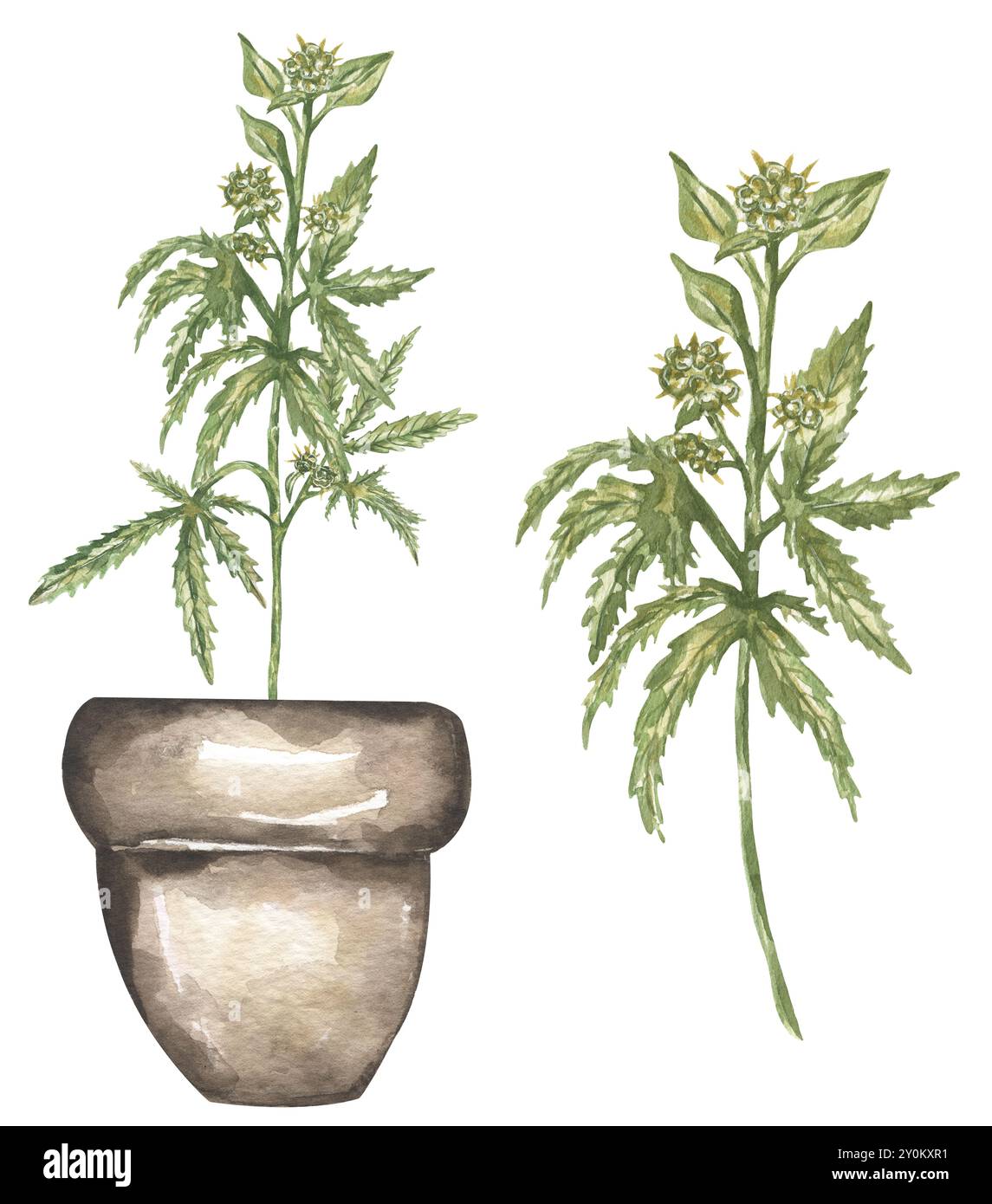 Watercolor cannabis branch in the pot collection, Hemp leaves ...