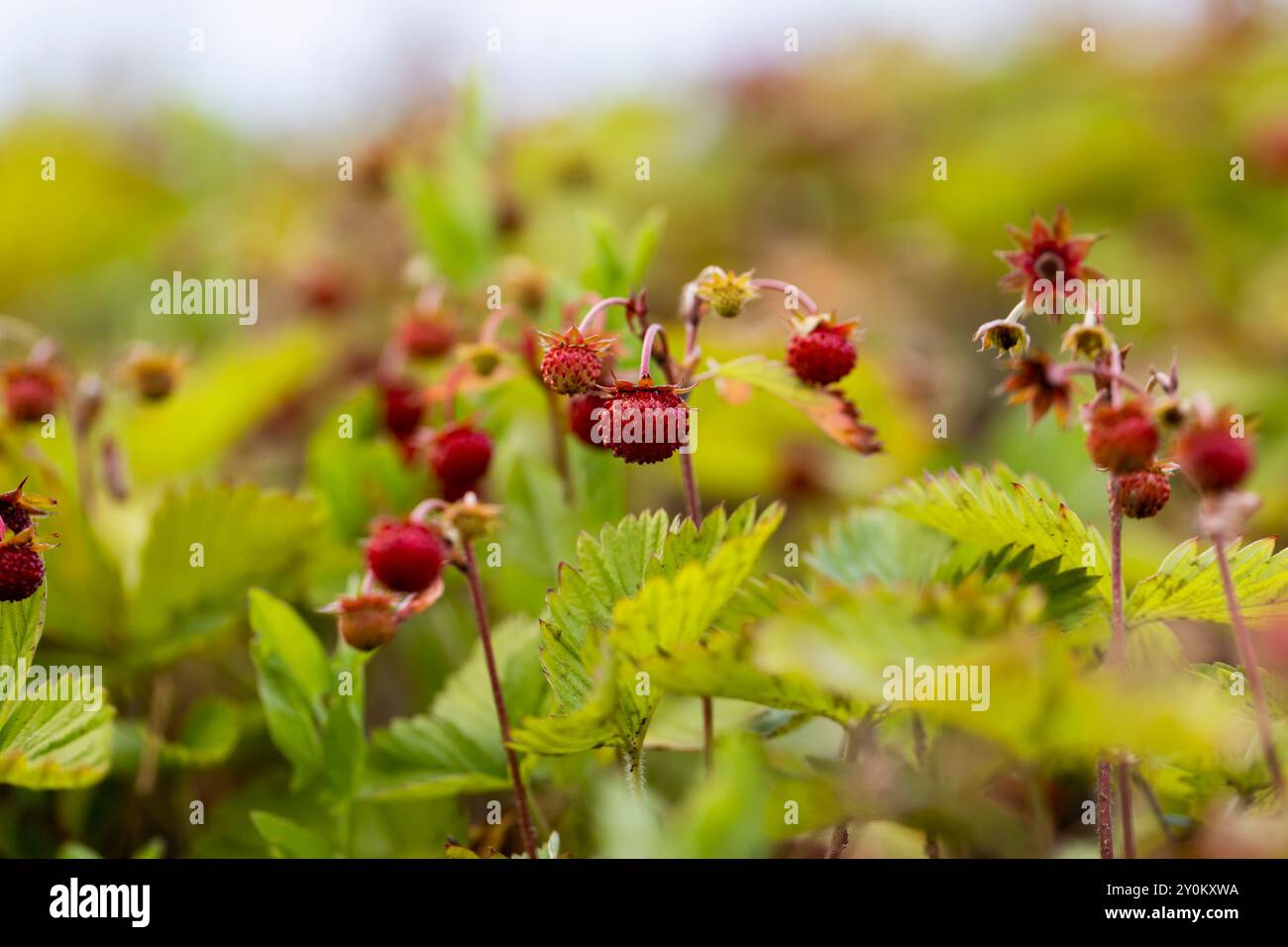 small wild strawberries in cloudy weather, strawberry bushes with red ...