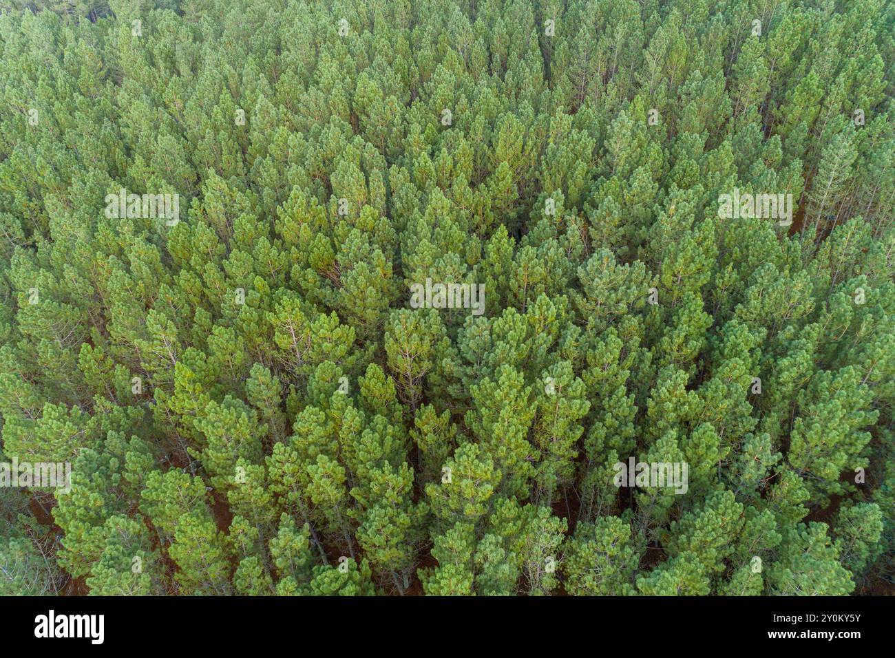 Flying down pine treetops over hi-res stock photography and images - Alamy