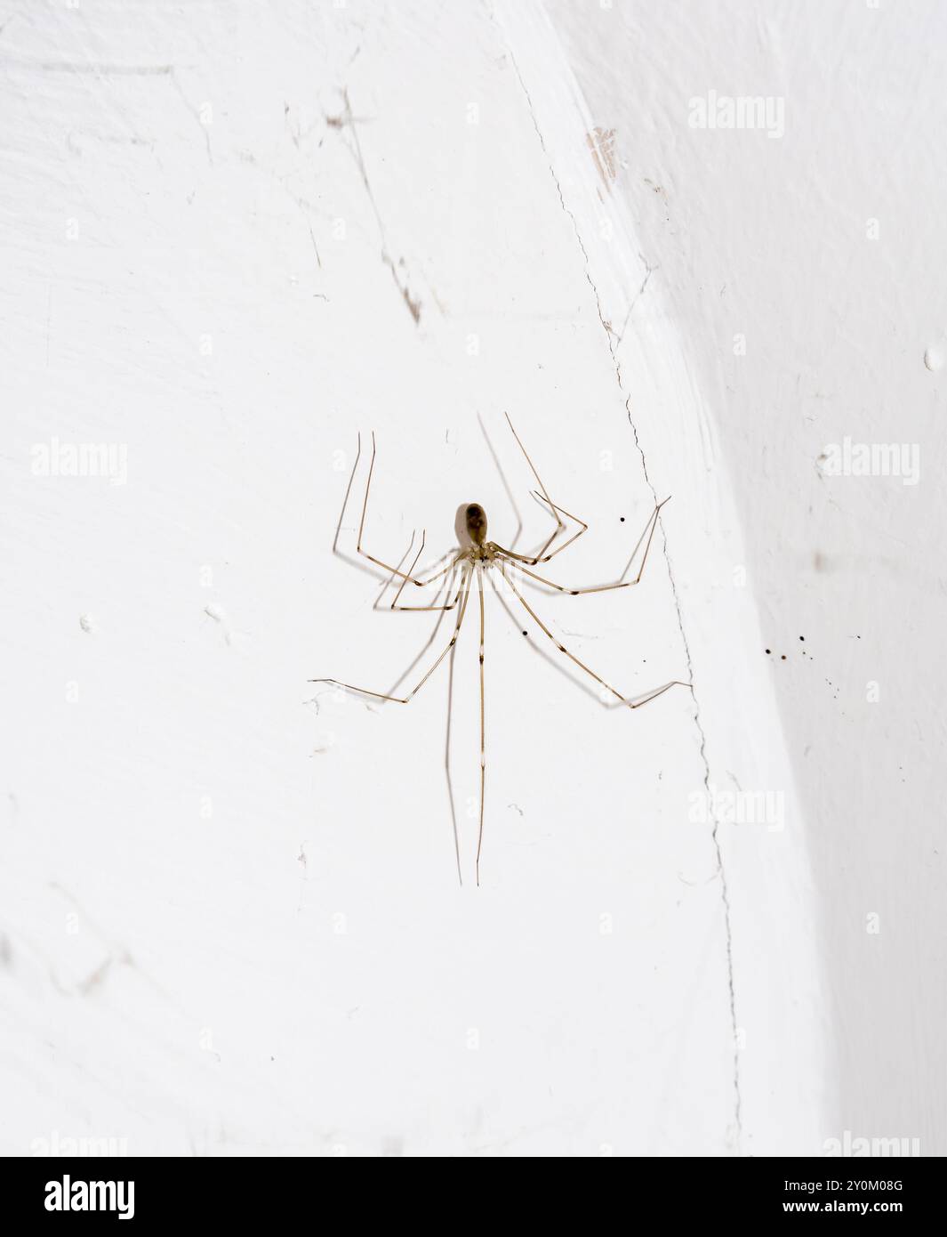 Daddy long legs spider Stock Photo - Alamy Daddy long legs spider Stock Photo - Alamy