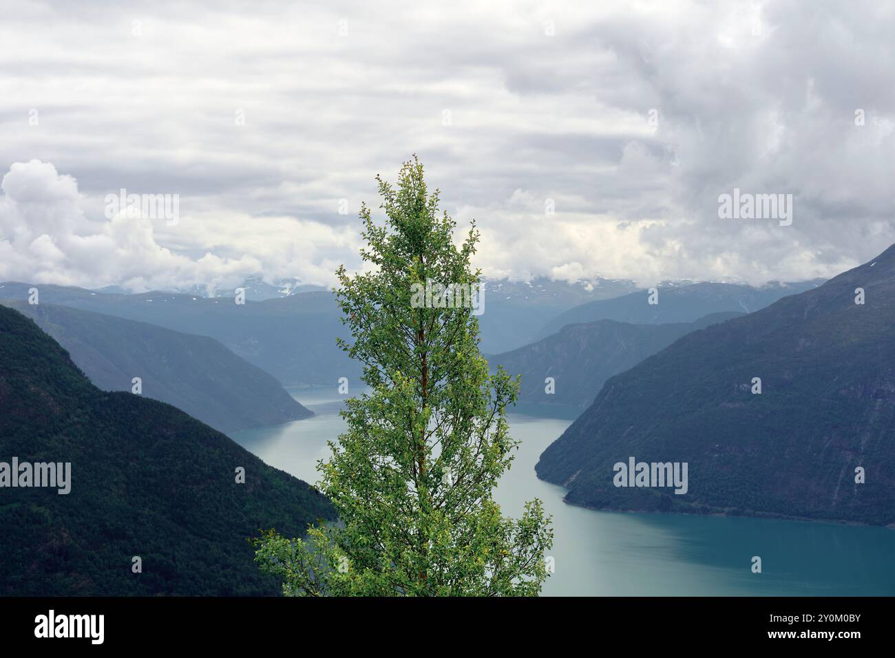 A birch tree in front of the Lustrafjorden Fjord, Western Norway Stock ...