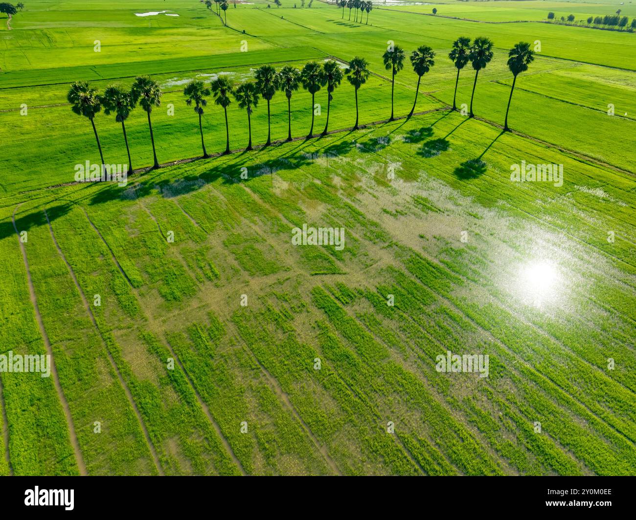 Aerial view of lush green rice field with sugar palm trees. Sustainable ...