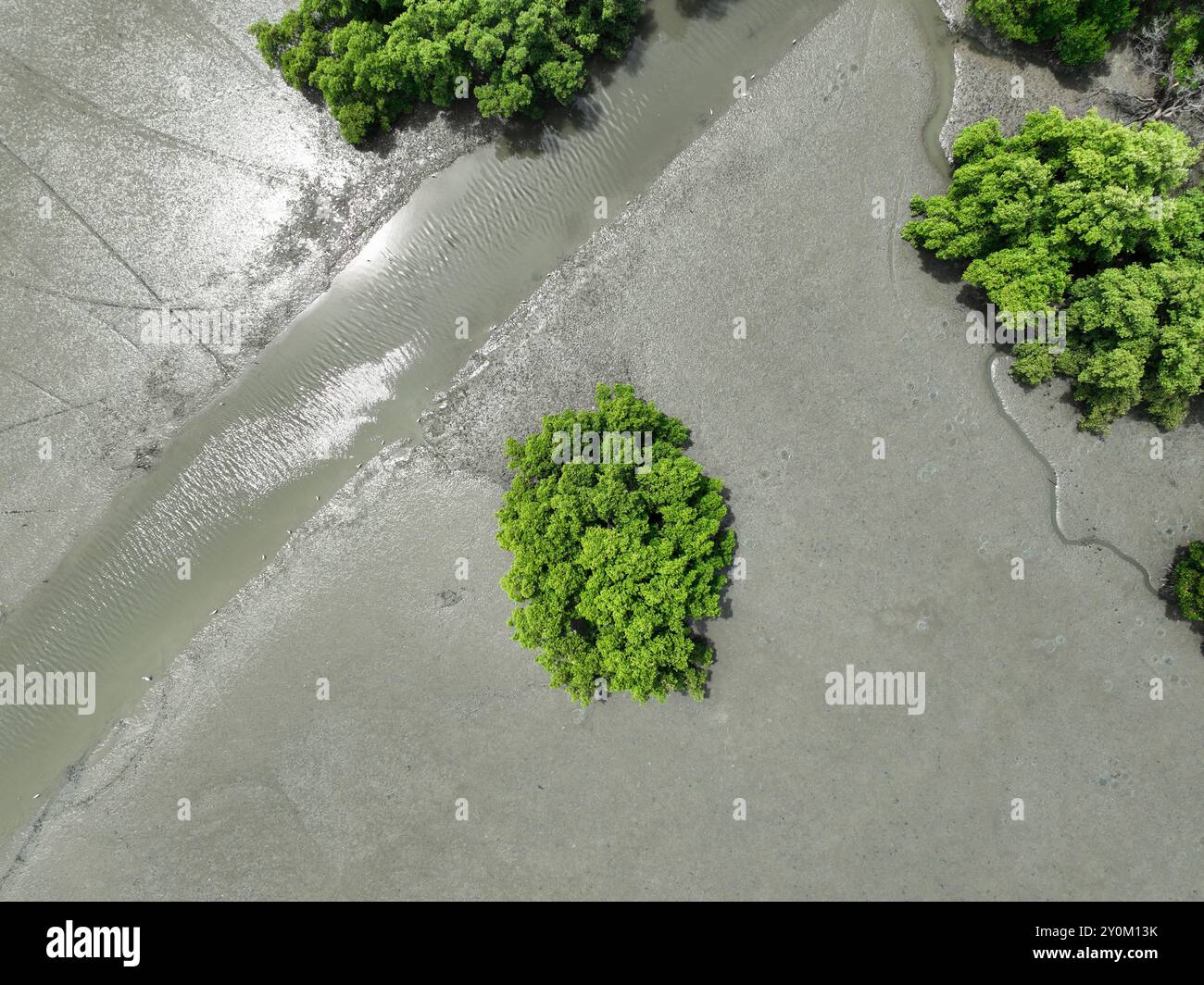 Aerial top view of green mangrove forest. Mangrove ecosystem. Natural ...