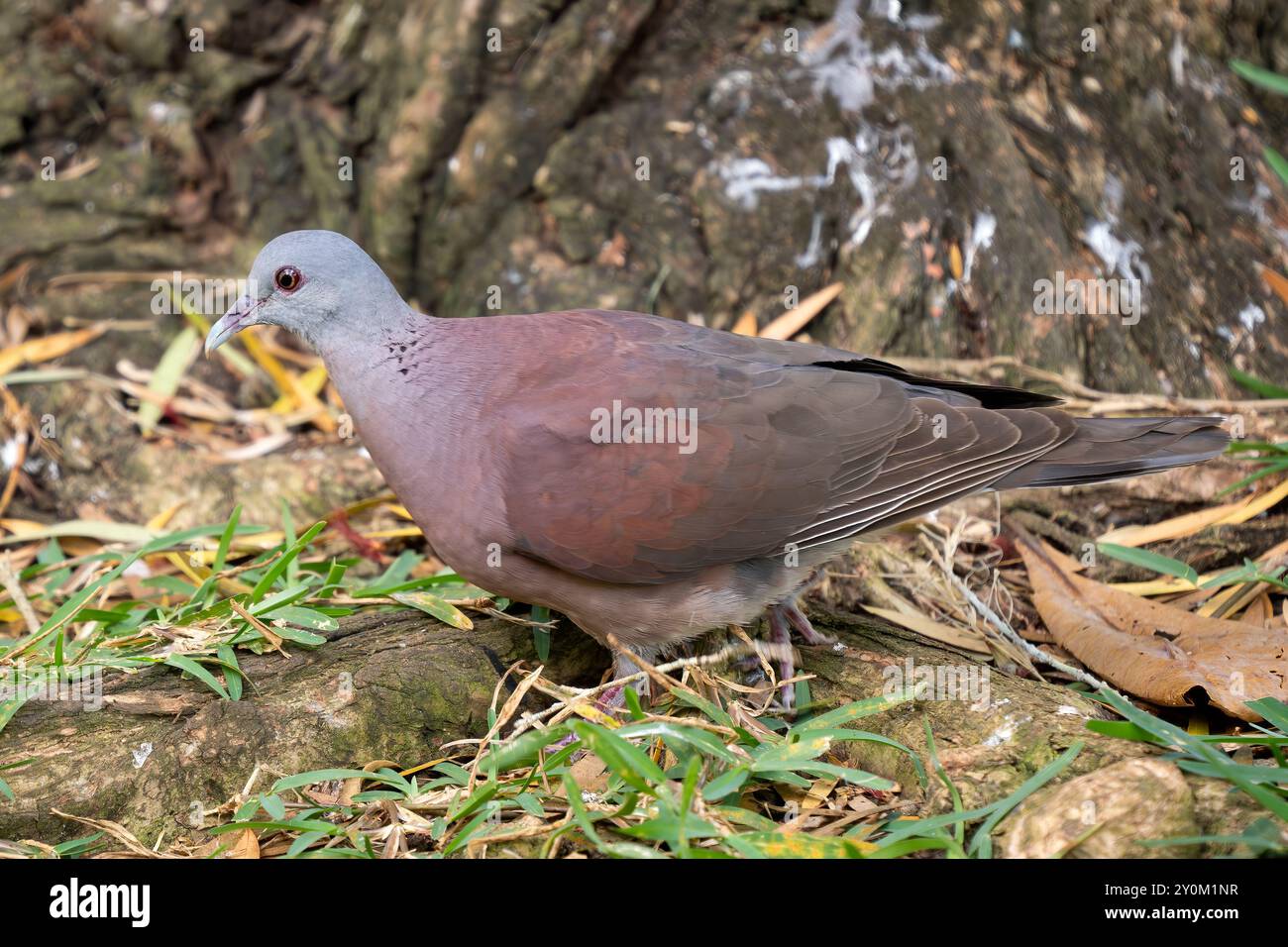 Madagascar Turtle-dove - Nesoenas picturatus, beautiful colored dove ...