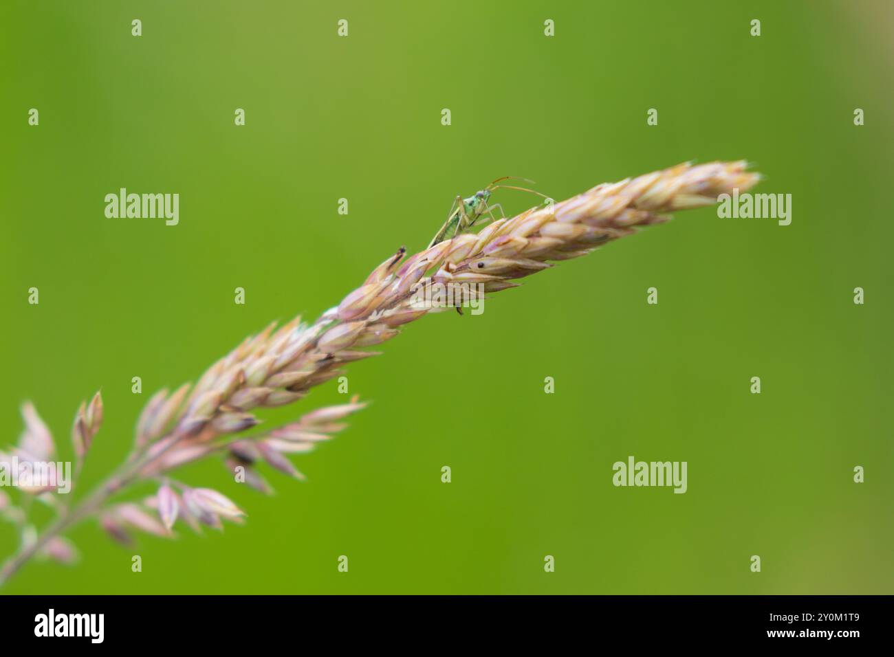 Two-spotted grass bug on a velvetgrass seed head. County Durham ...