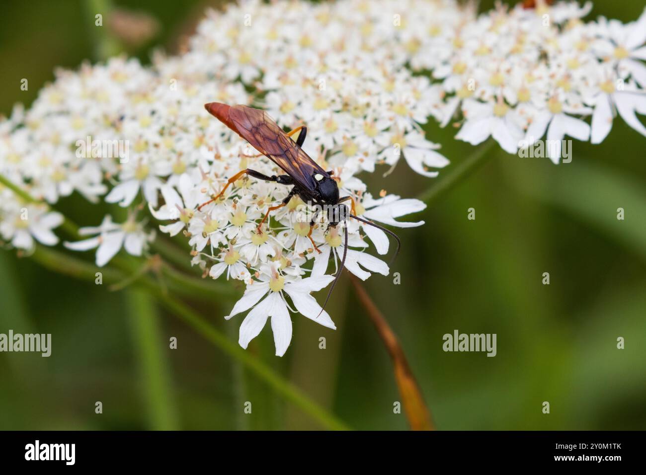 Common hover fly parasitoid wasp on a cow parsnip. County Durham ...