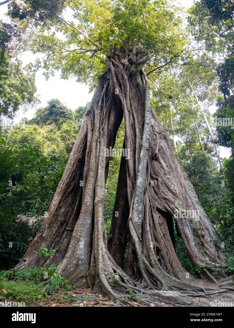 A thousand-year-old tree in a tropical forest, Thailand Stock Photo - Alamy