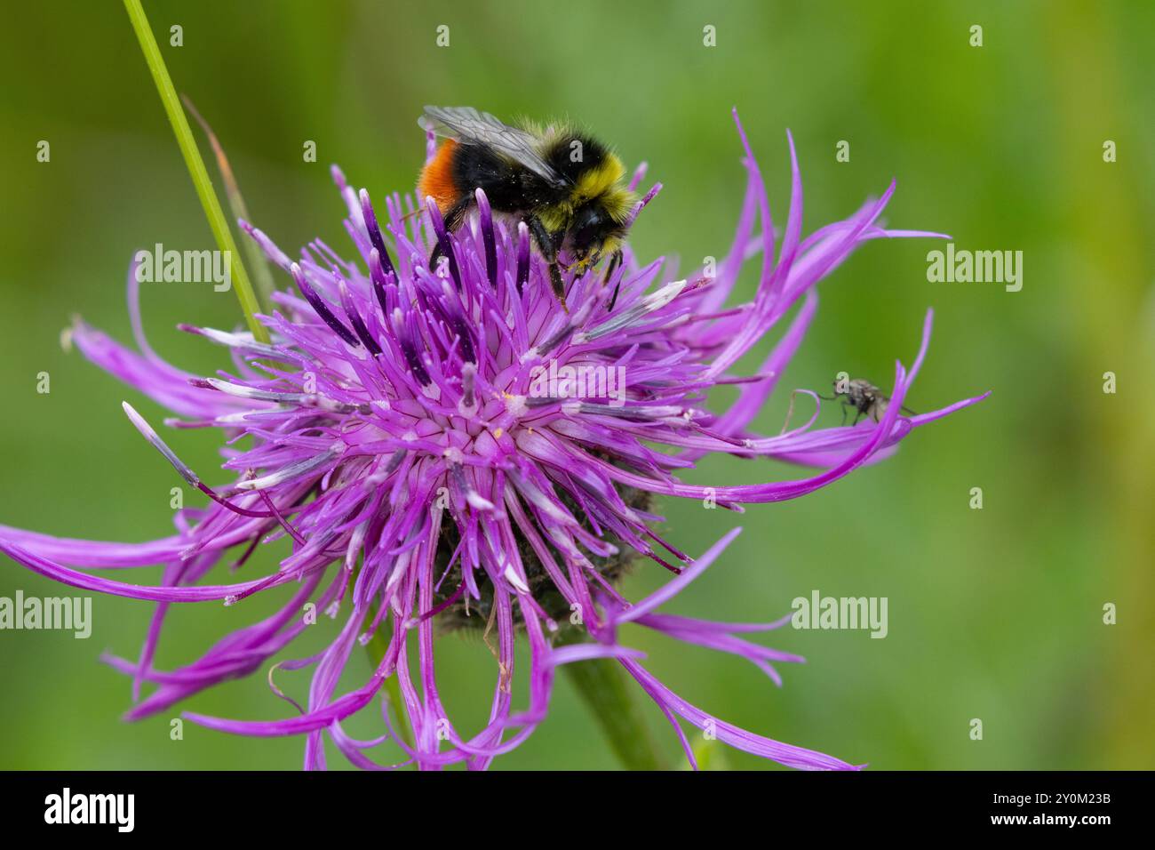 Red Tailed Bumble bee feeding off a Greater Knapweed. County Durham ...