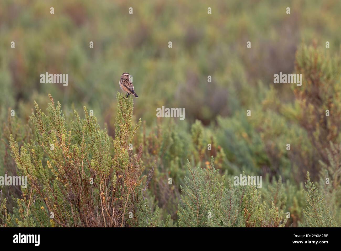Whinchat (Saxicola rubetra) female/first winter on Shrubby Seablite ...