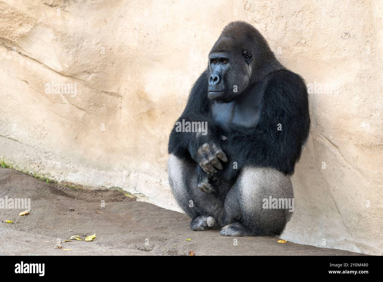 A silverback Western Lowland Gorilla (Gorilla g. gorilla) is sitting on ...