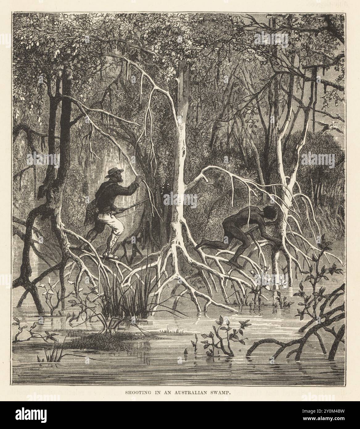 British colonist hunting with an Aborigine guide in the mangrove swamp ...