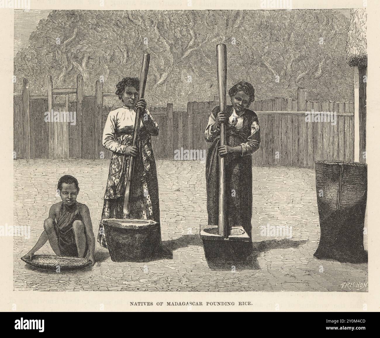 Natives of madagascar pounding rice hi-res stock photography and images ...