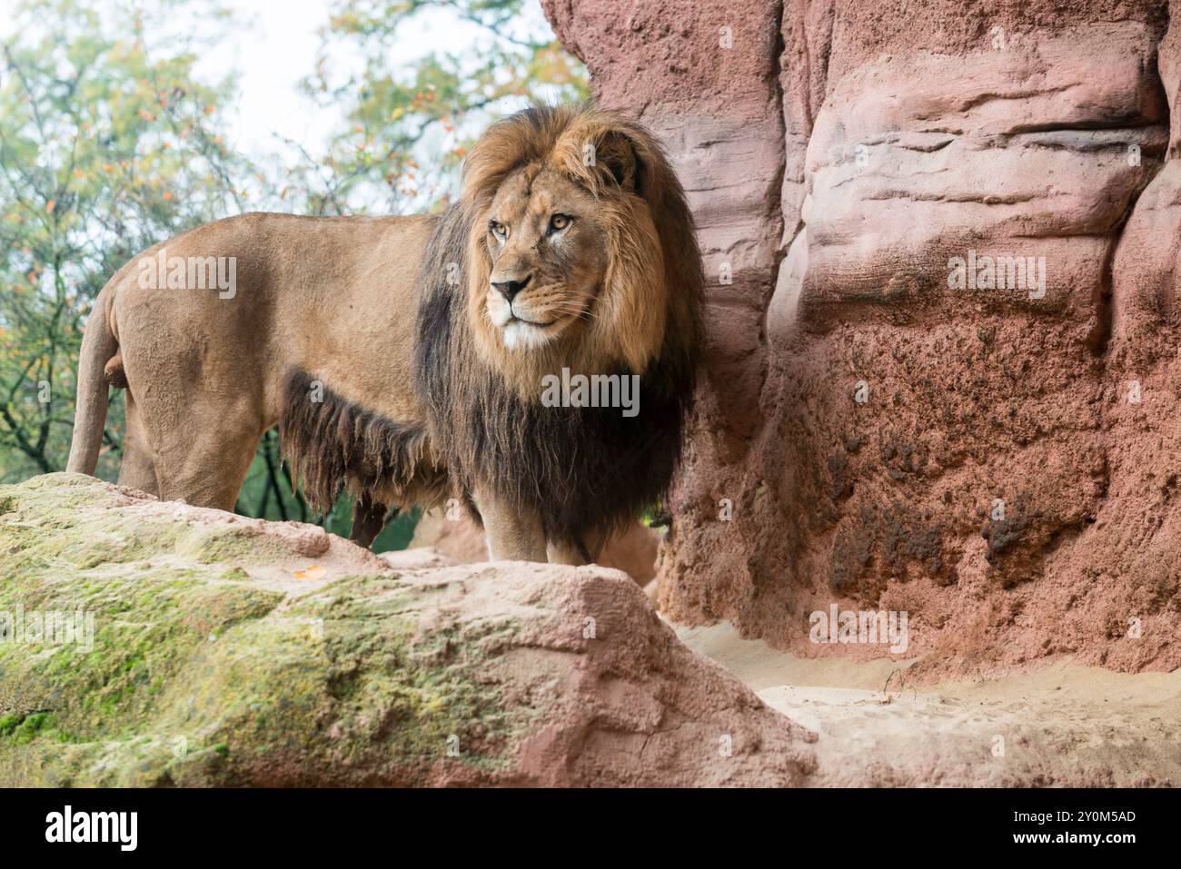 A male barbary lion panthera leo leo hi-res stock photography and ...