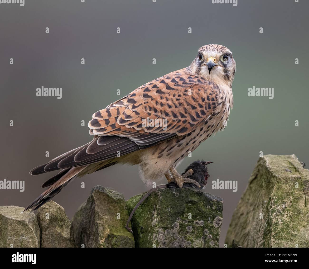 Kestrel - Female Stock Photo - Alamy
