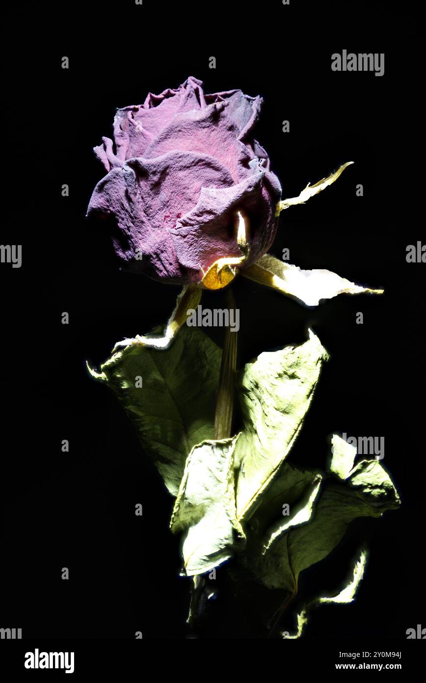 Close-up photograph, with great depth of field, of an old withered rose ...