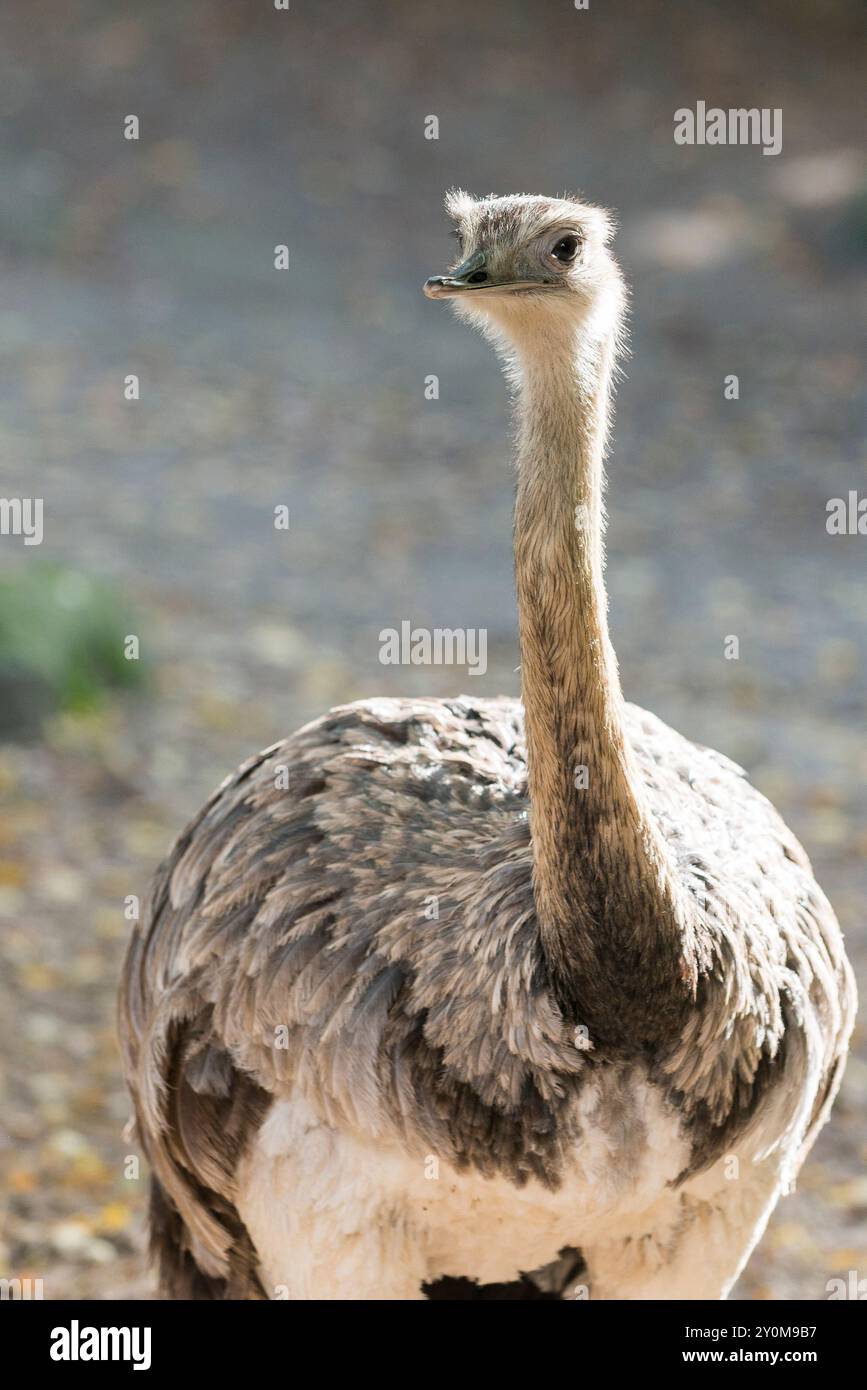 A portrait of a Greater Rhea (Rhea americana) at Hannover Zoo Stock ...