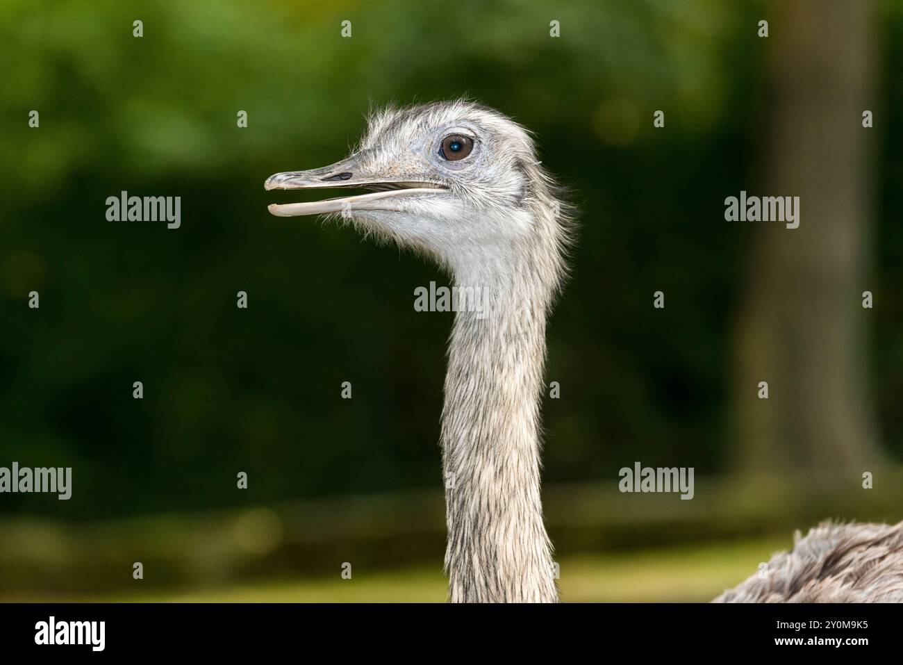 Greater rhea captivity hi-res stock photography and images - Alamy