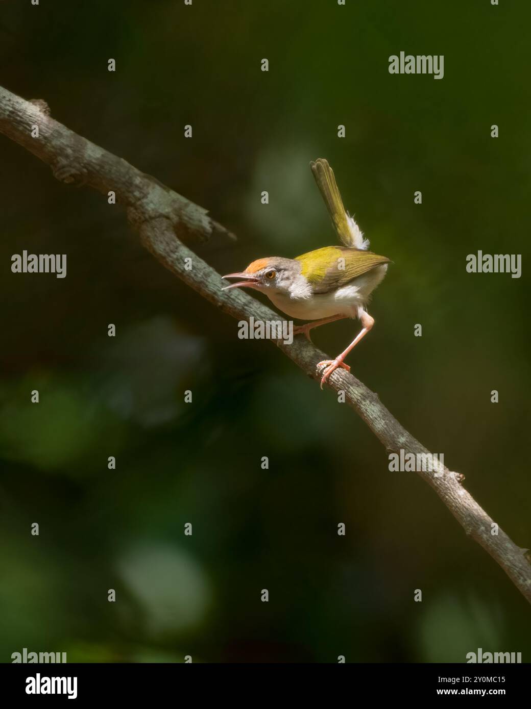 A lone beautiful female Common tailorbird perched on a tree branch with ...
