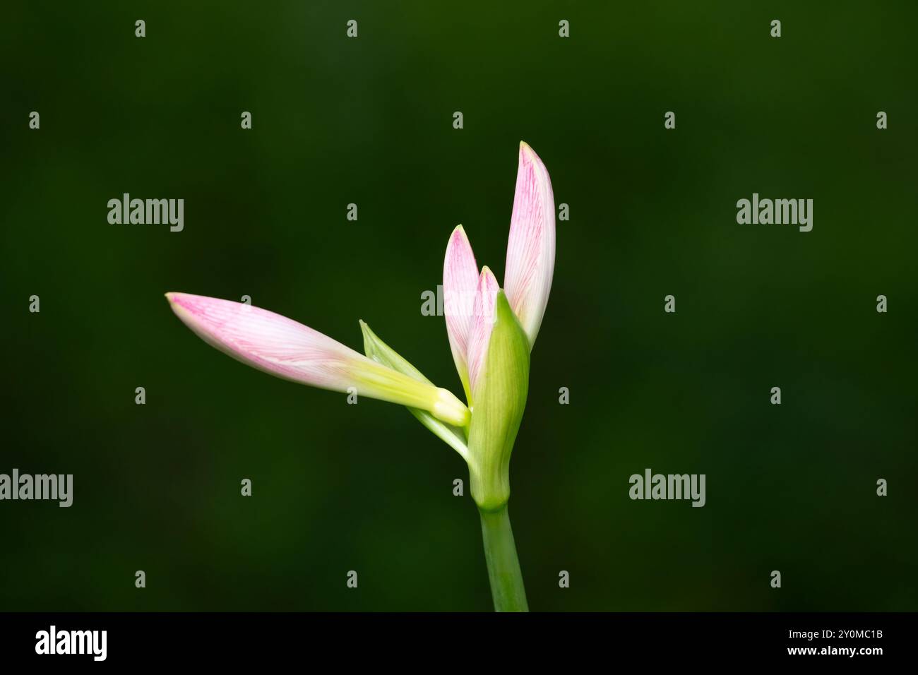 Beautiful pink striped trumpet lily flower buds in the garden. Flower ...