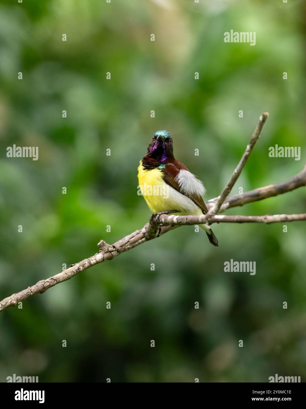 Indian sunbird hi-res stock photography and images - Alamy