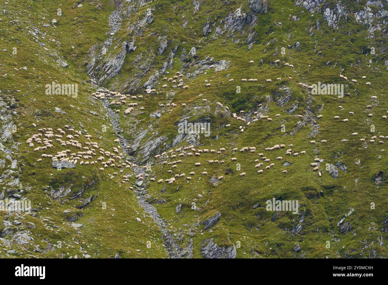 Landscape with a flock of sheep on the side of a mountain, on a steep ...