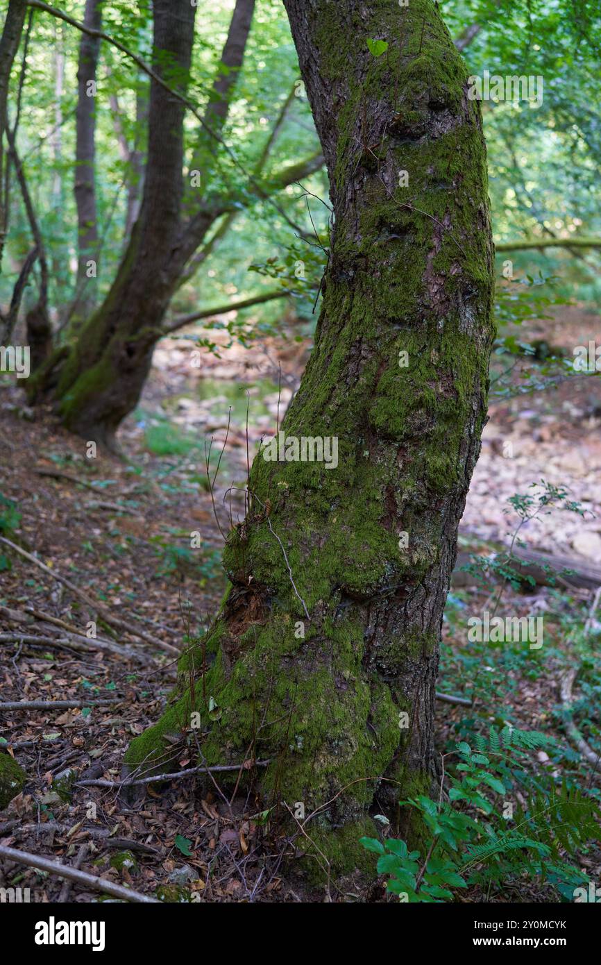 Tree covered in moss in a deciduous forest at the end of the summer ...