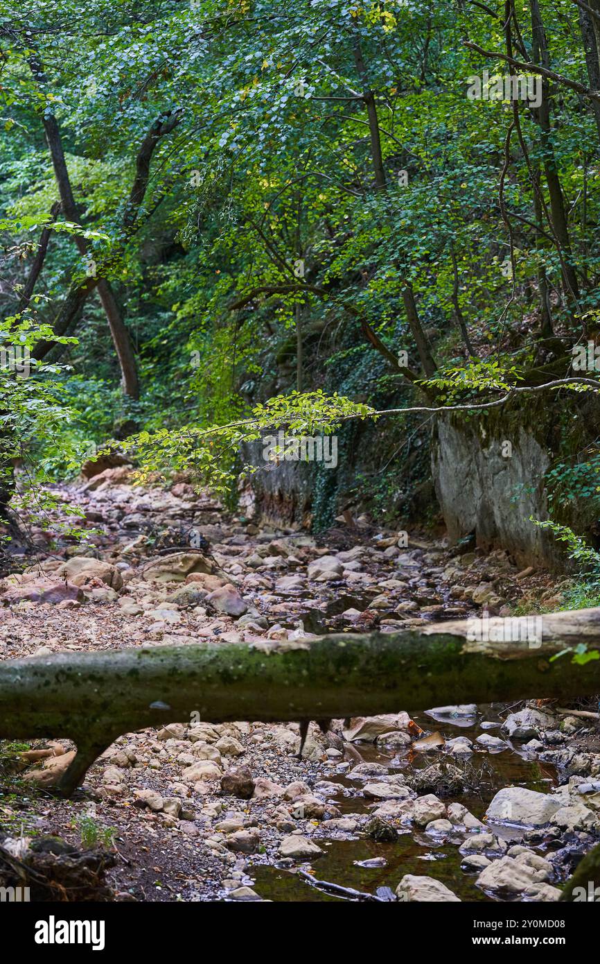 Garbage pollution - lots of trash thrown away in a beautiful forest ...
