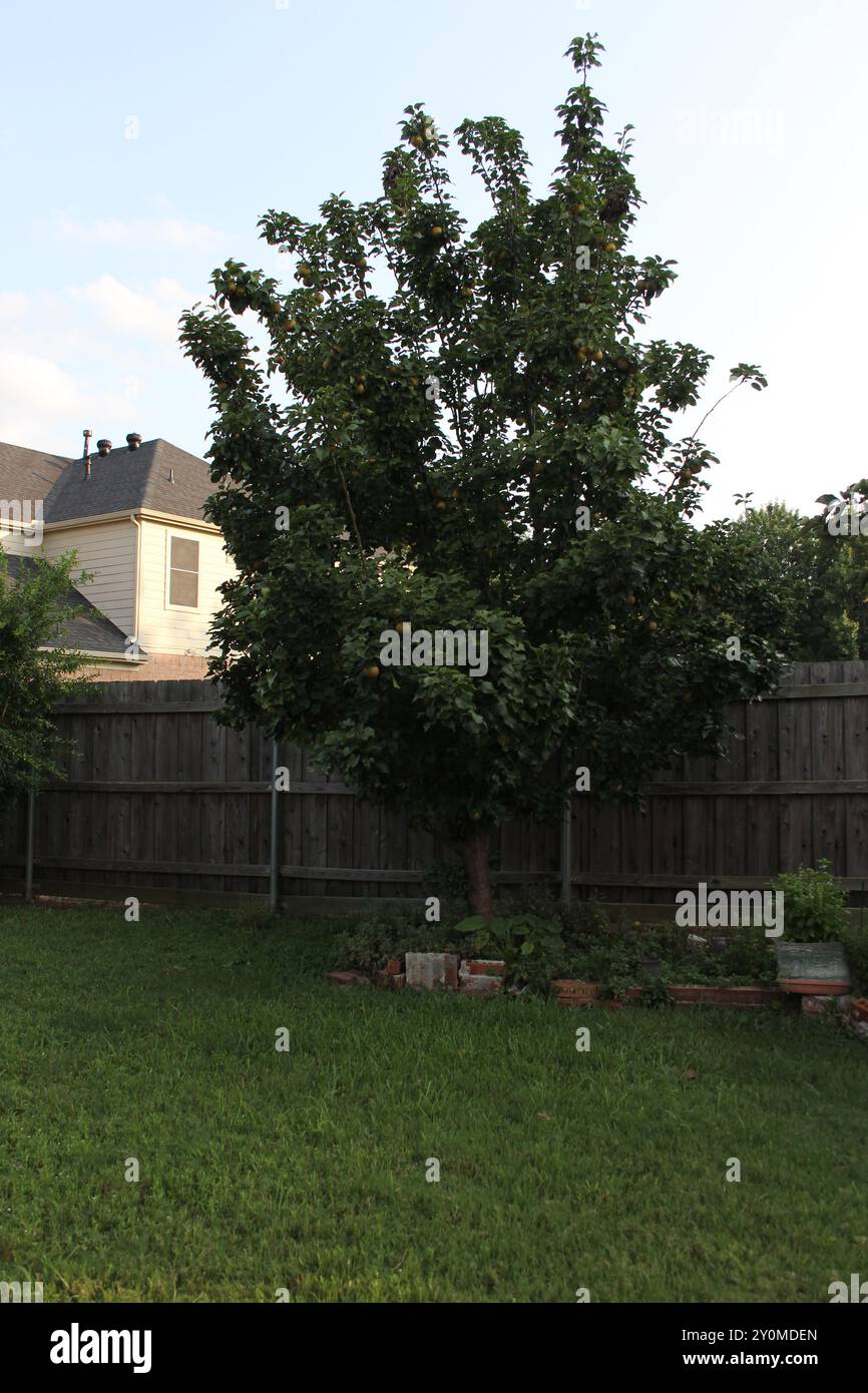 Asian Pear Tree Growing in Suburban Backyard Stock Photo - Alamy
