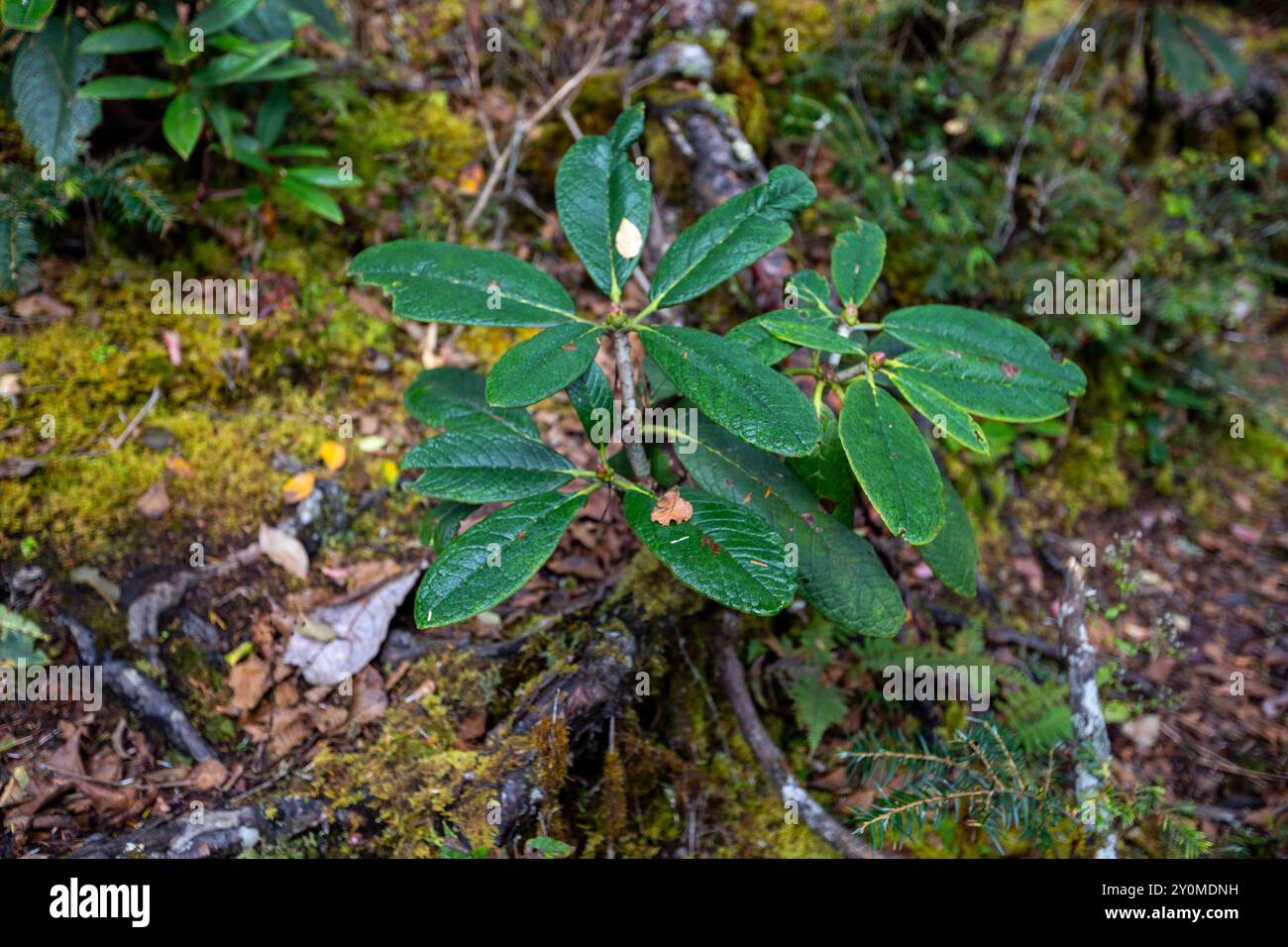 Native Rhododendron in natural forest along Lungchutse hike, Thimpu ...