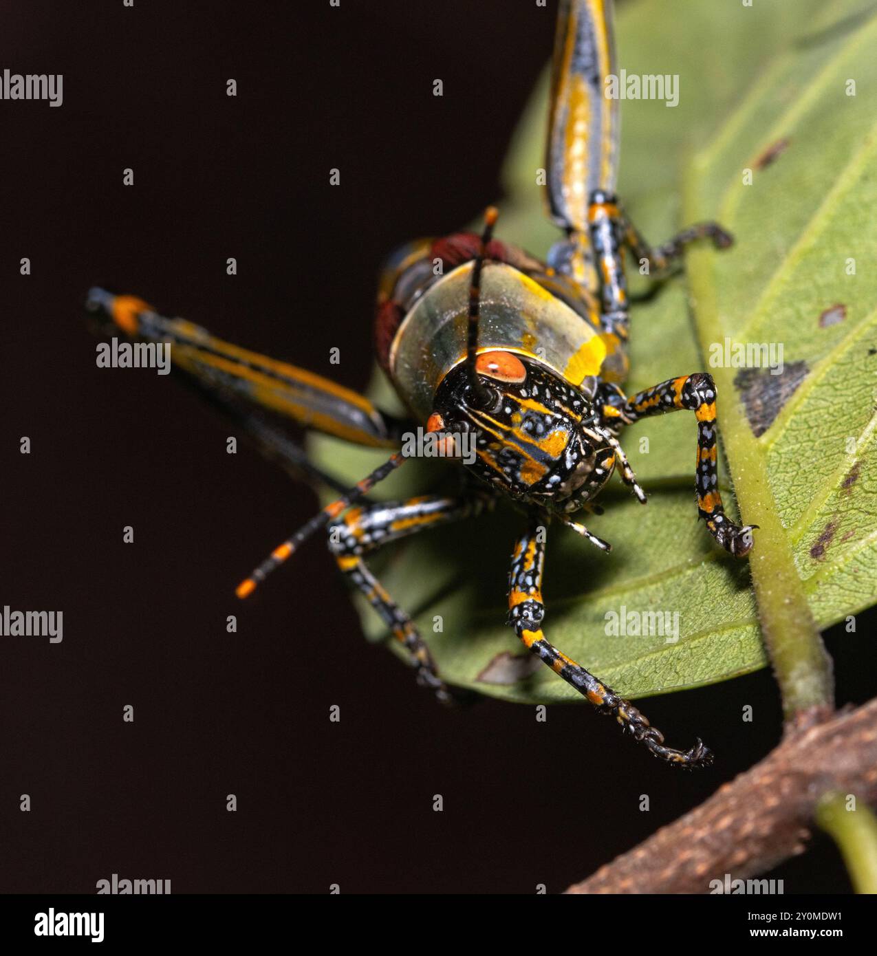 Elegant grasshopper orthoptera hi-res stock photography and images - Alamy