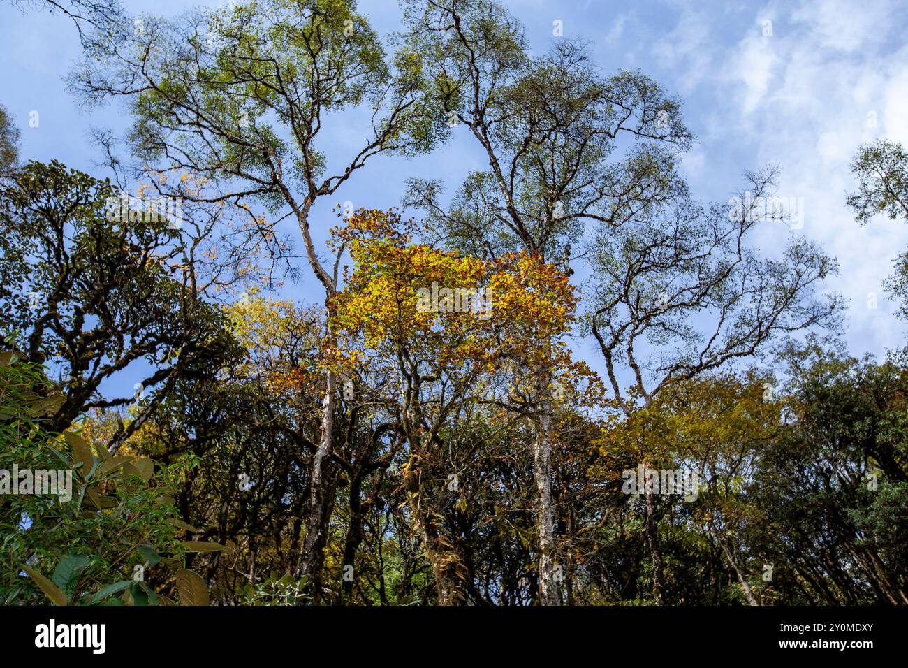 Native trees with vibrant yellow and orange autumn leaves line the ...
