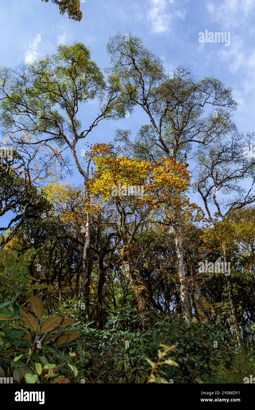 Native trees with vibrant yellow and orange autumn leaves line the ...