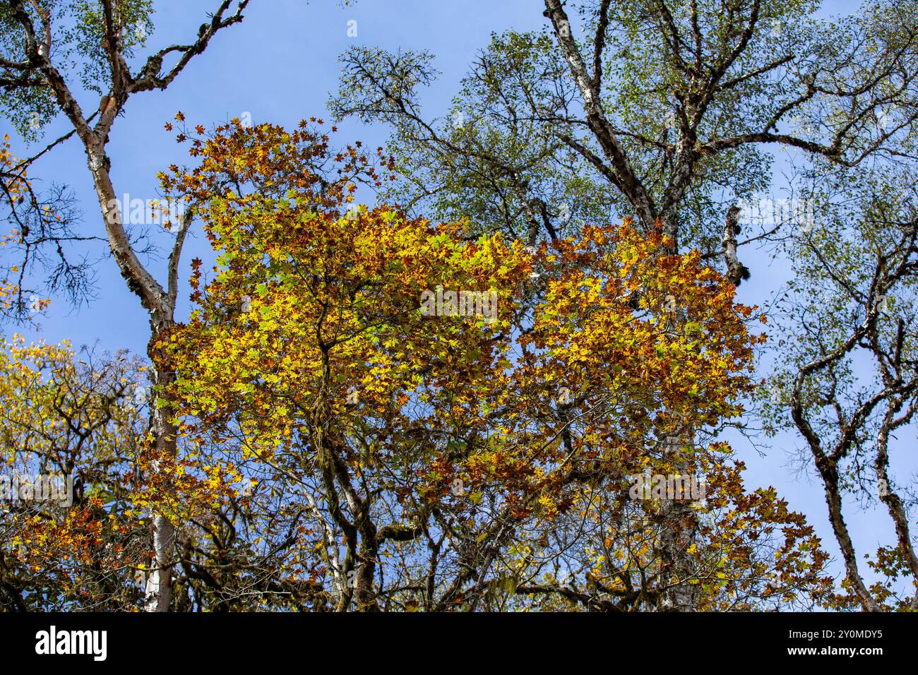 Native trees with vibrant yellow and orange autumn leaves line the ...
