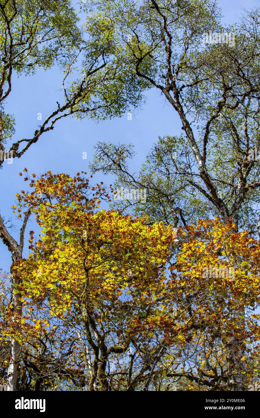 Native trees with vibrant yellow and orange autumn leaves line the ...