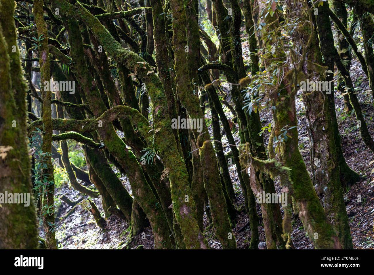 Rhododendron trees covered with moss and ferns along Lungchutse hike ...