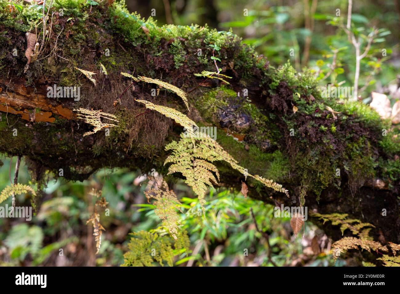 Rhododendron trees covered with moss and ferns along Lungchutse hike ...