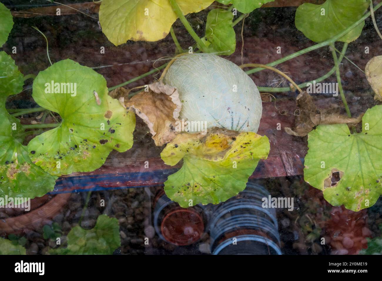 A growing melon, Cucumis melo, seen through the window of a greenhouse ...