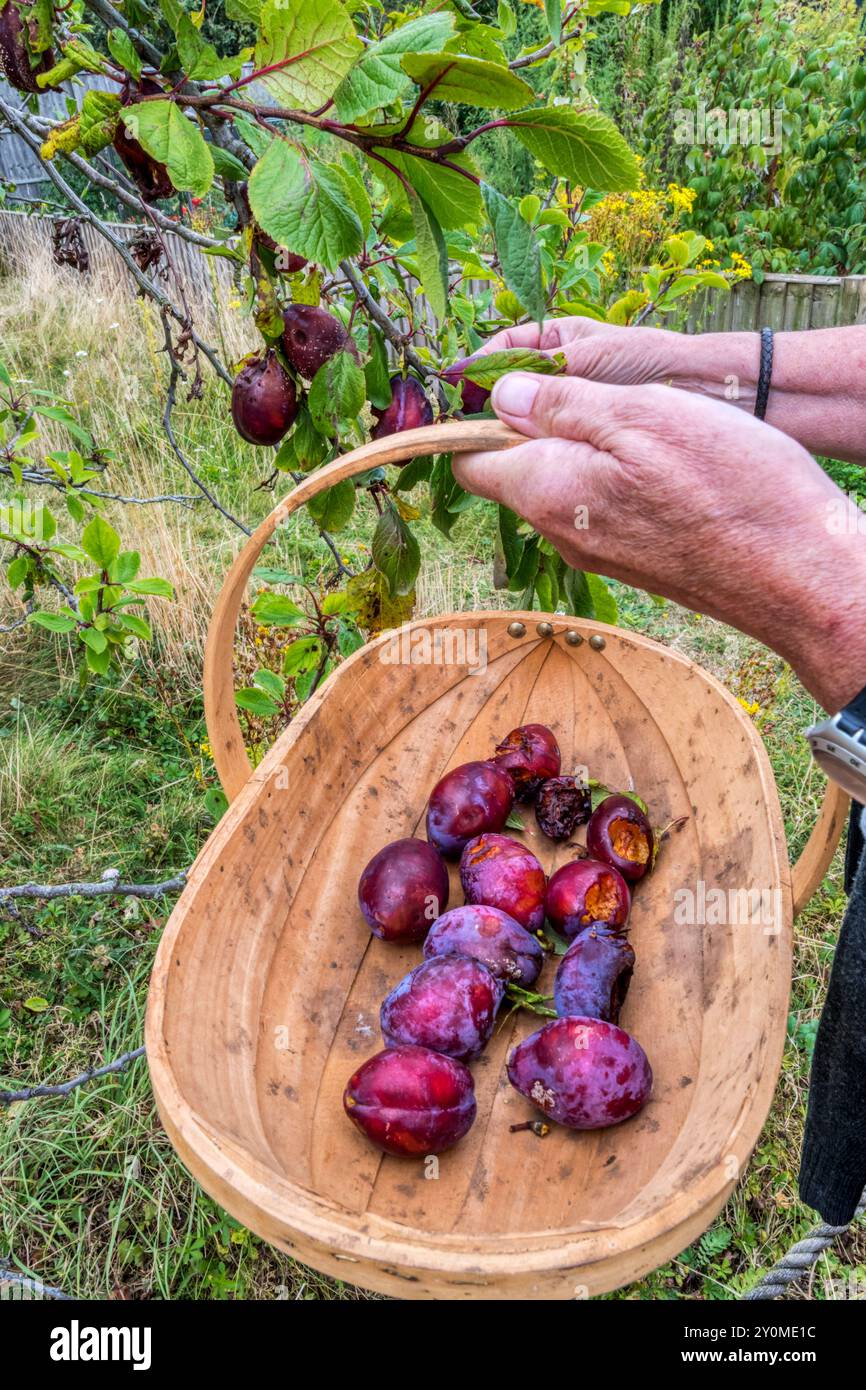 Prunus domestica giant prune hi-res stock photography and images - Alamy