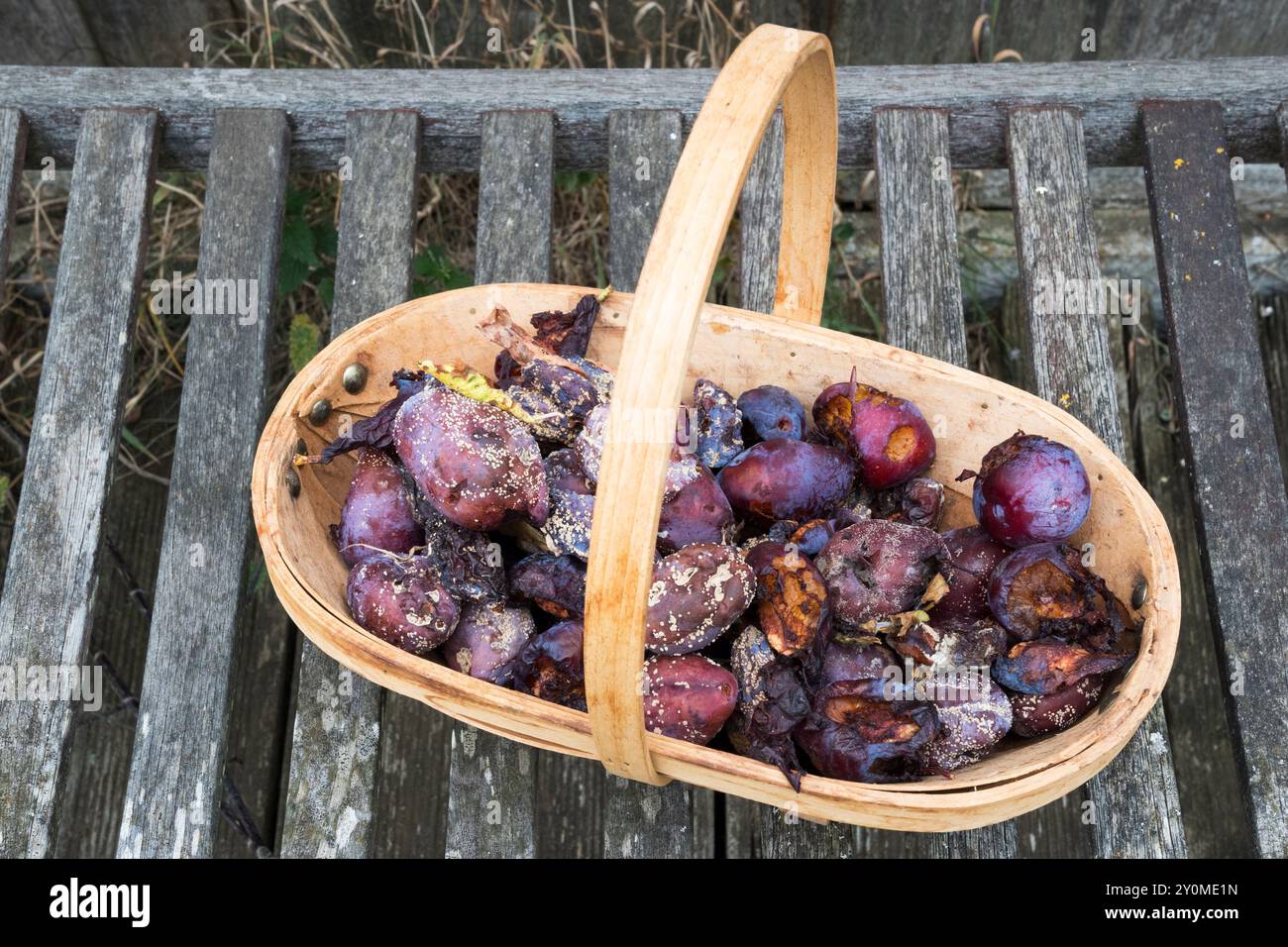 A trug full of rotten plums. Removed from the tree to avoid the spread ...