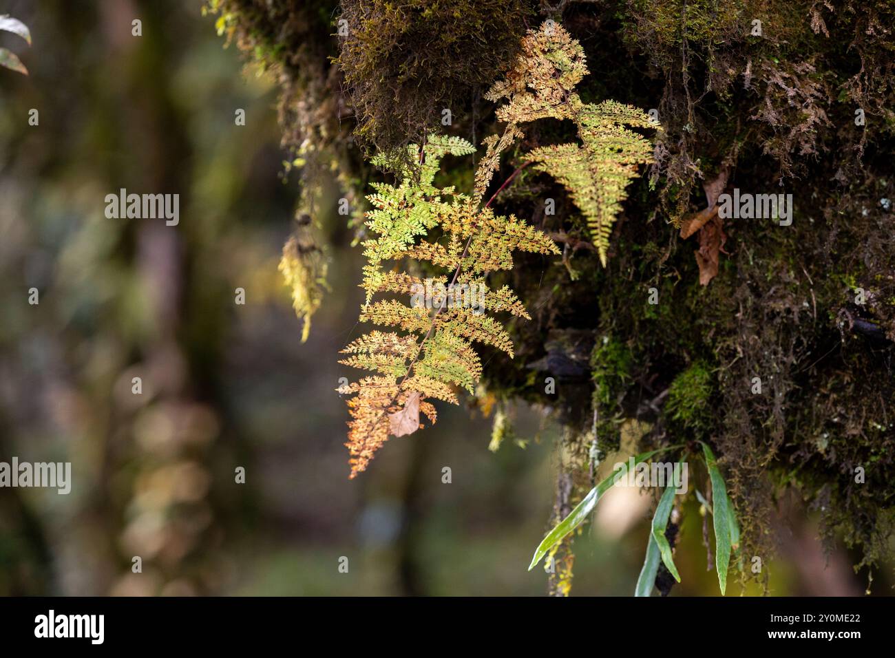 Rhododendron trees covered with moss and ferns along Lungchutse hike ...