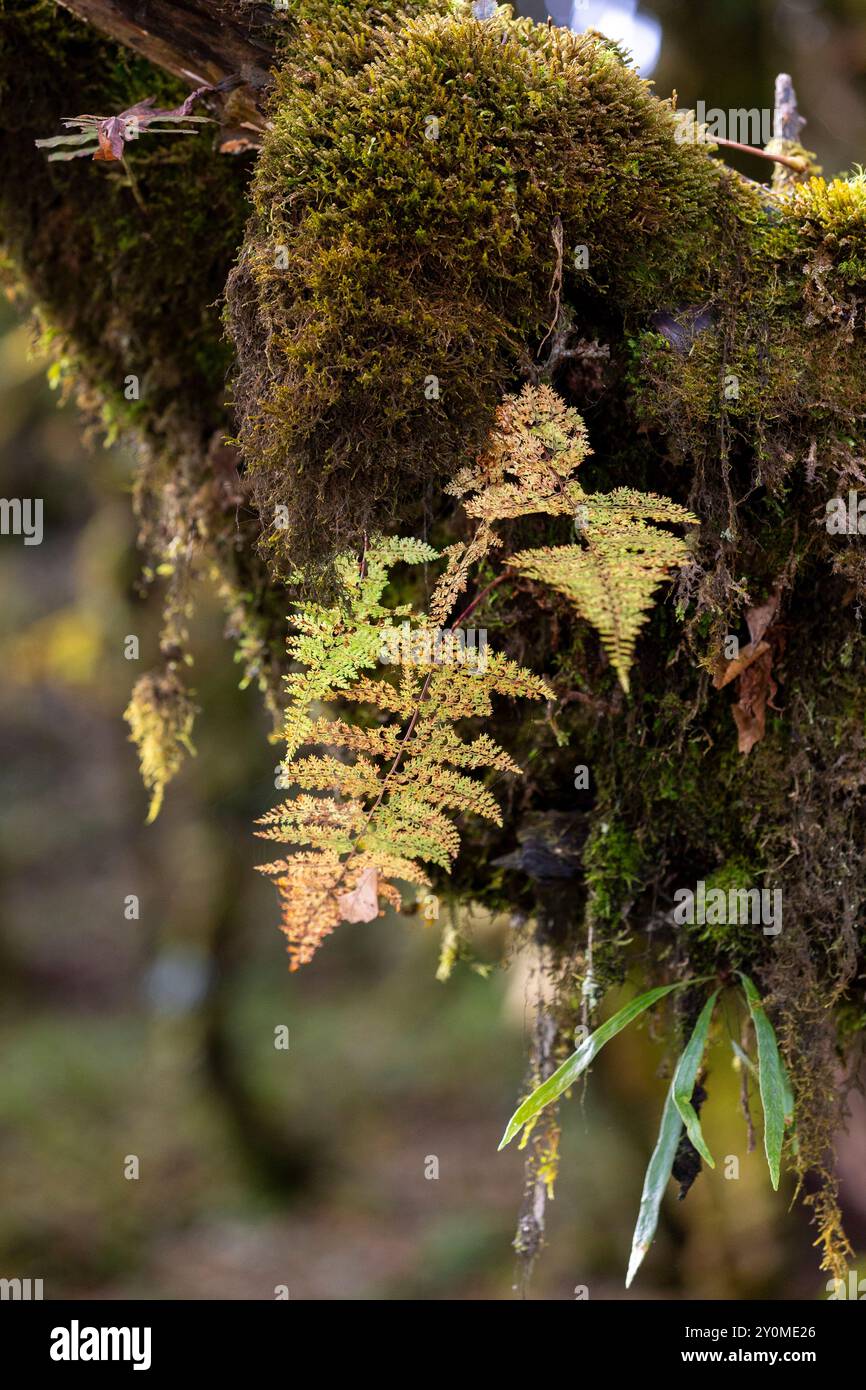 Rhododendron trees covered with moss and ferns along Lungchutse hike ...