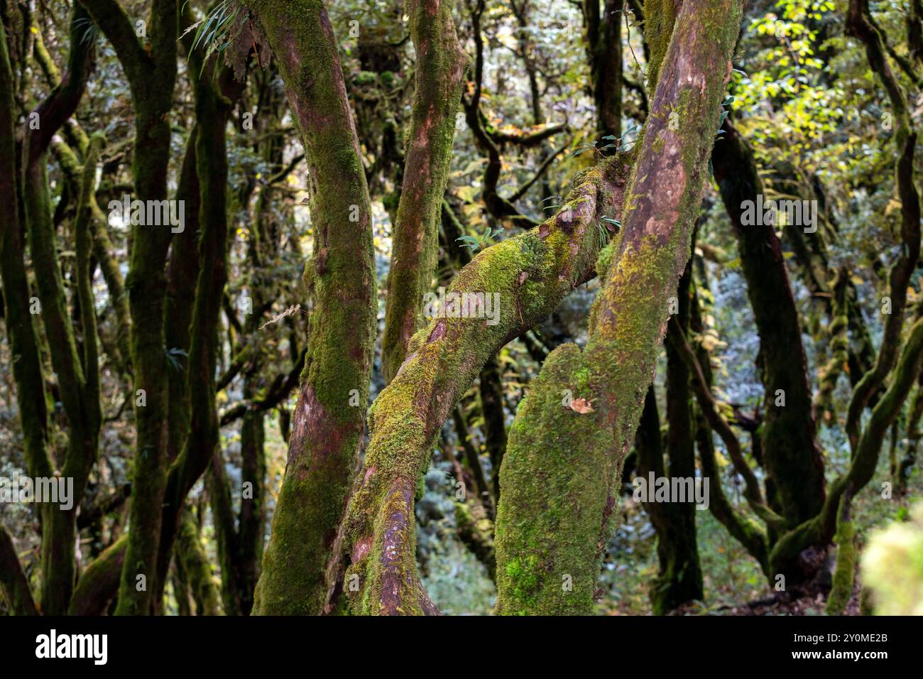 Rhododendron trees covered with moss and ferns along Lungchutse hike ...