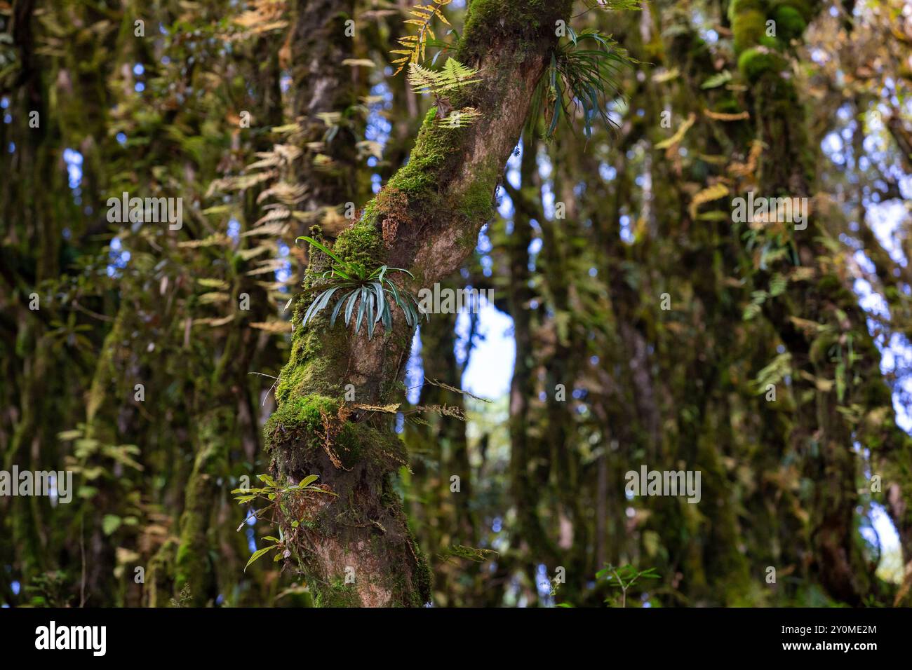 Rhododendron trees covered with moss and ferns along Lungchutse hike ...