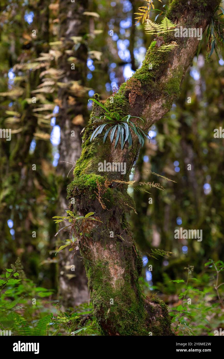 Rhododendron trees covered with moss and ferns along Lungchutse hike ...